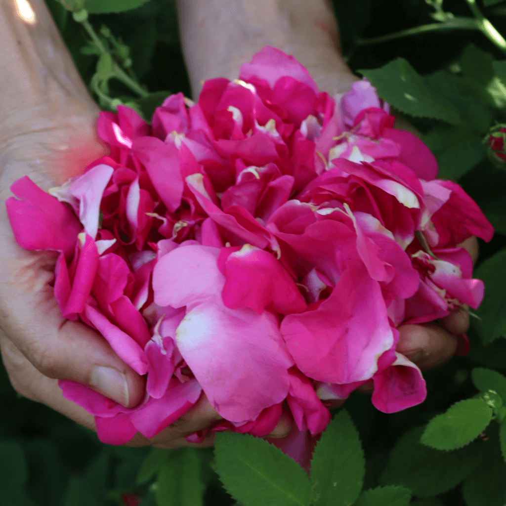 Ruusu kasvoöljy – Frantsila